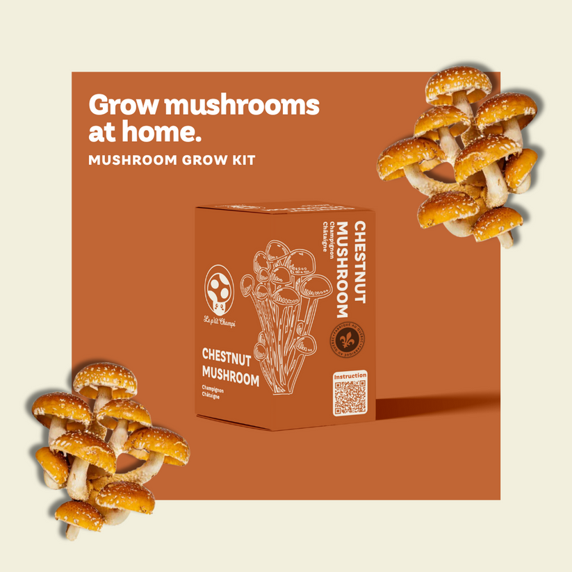 Chestnut Mushroom Kit – Le Petit Champi