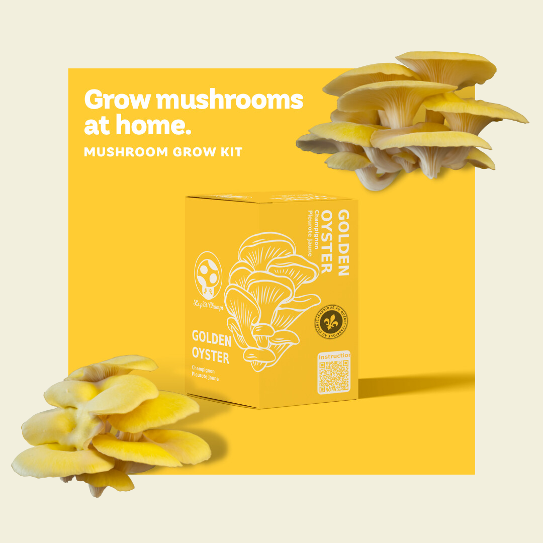 Golden Oyster Mushroom Kit – Le Petit Champi